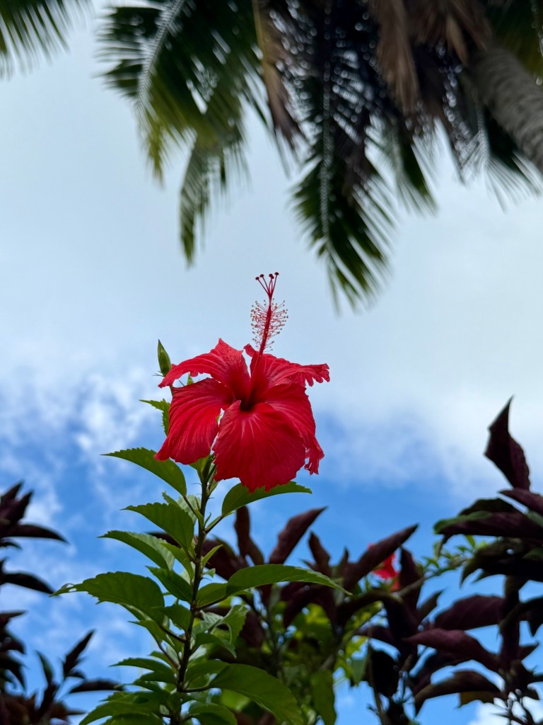 VERANDA VISTAS #7 – Invisible Life Threads